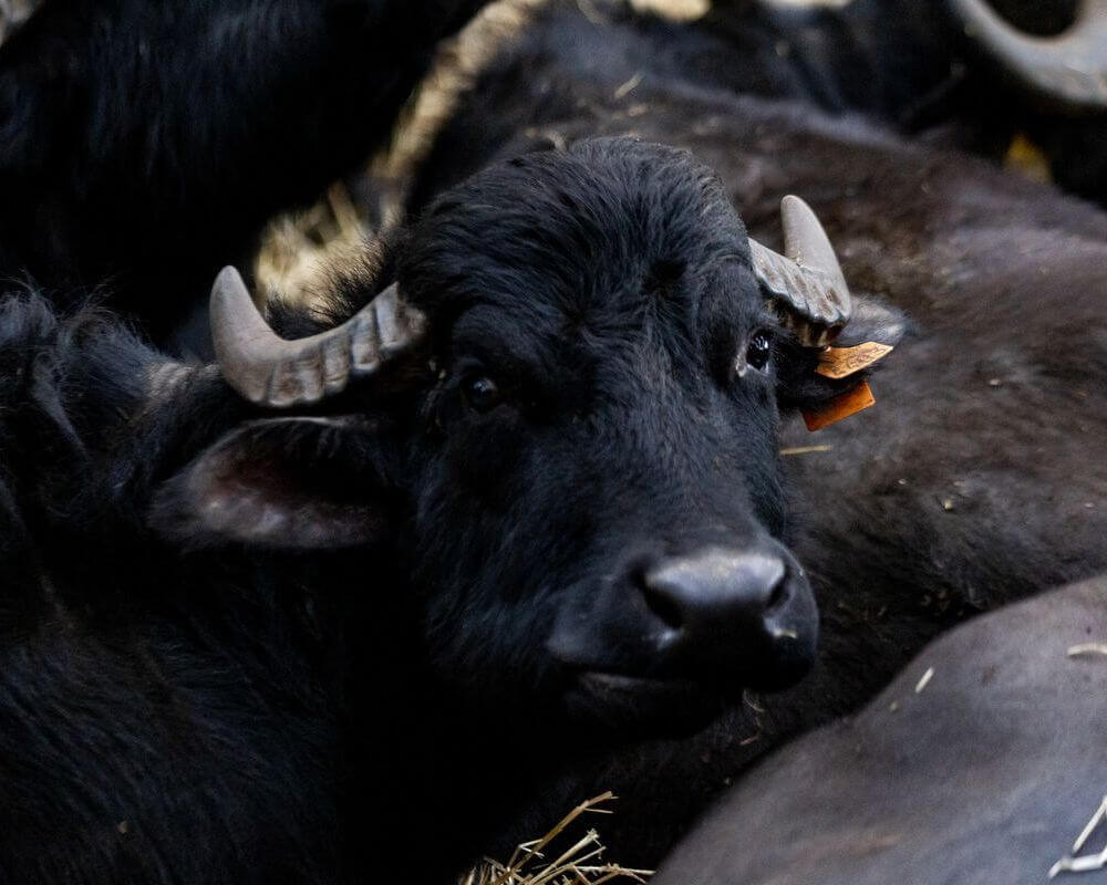 Home - Producteur belge Mozzarella au lait bufflonnes