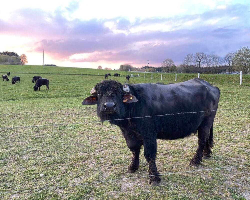 Home - Producteur belge Mozzarella au lait bufflonnes